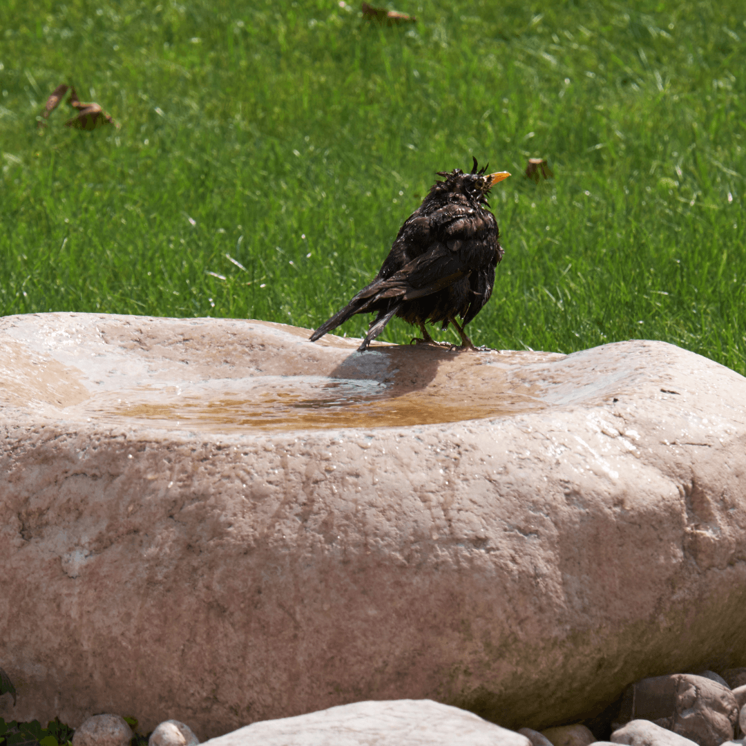 Bird Bath Ideas: 5 Best & Unique Choices - The Stone Studio