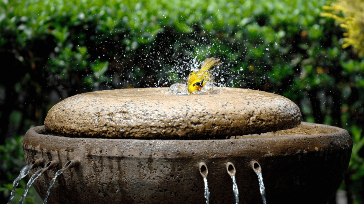 Bird Bath Ideas: 5 Best & Unique Choices - The Stone Studio