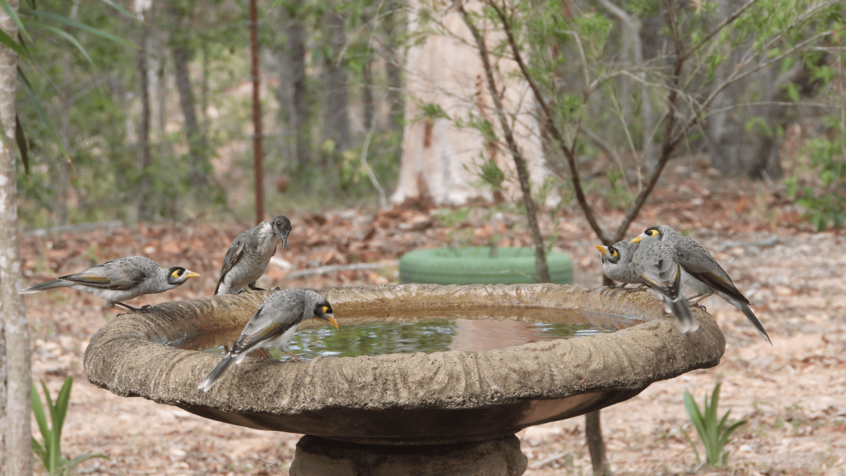 How to Install a Birdbath: 5 Best Tips - The Stone Studio